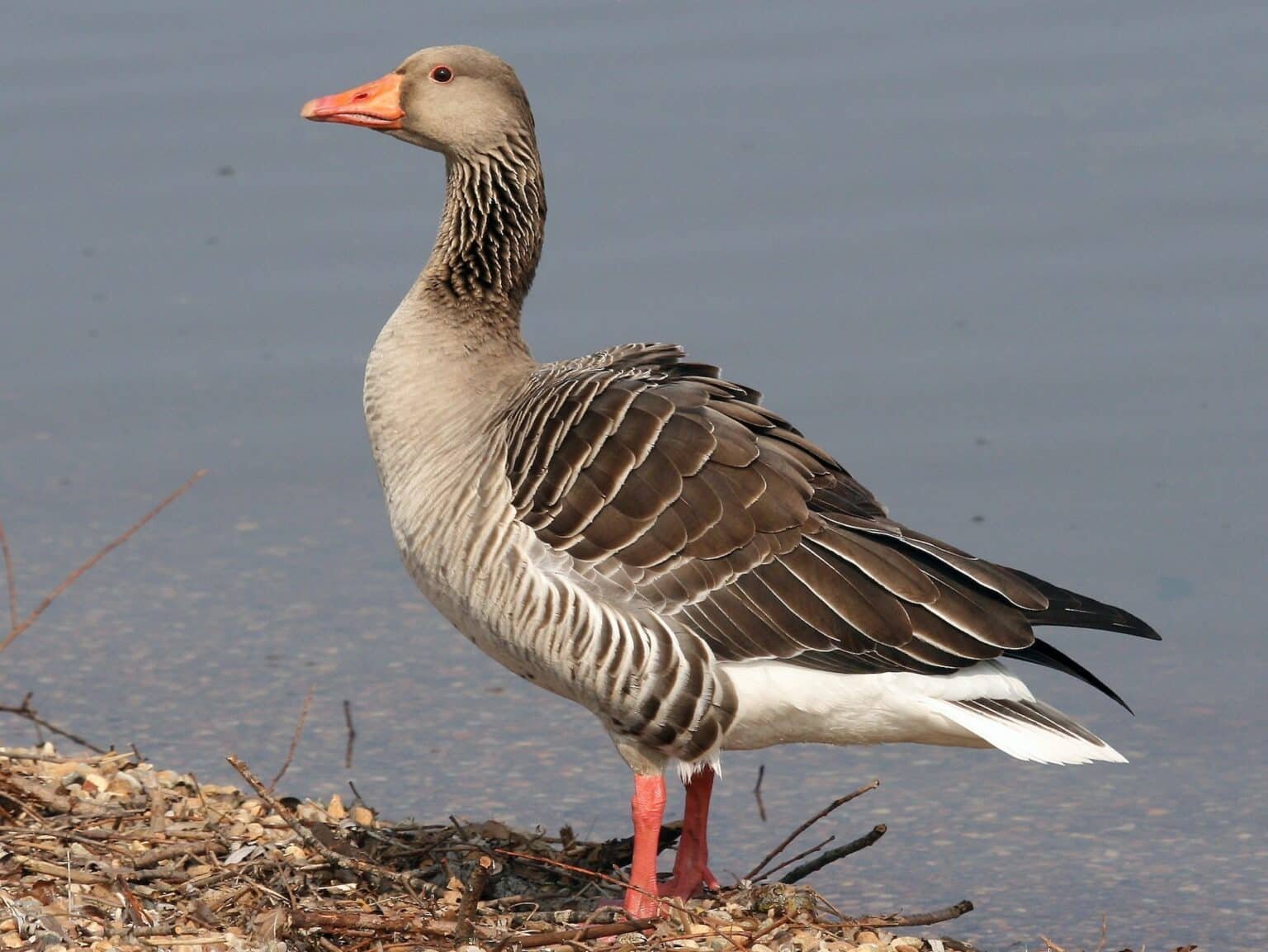 The Charming Waterfowl Of The UK: Ducks, Swans, And Geese - Glenlivet ...