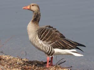 The Charming Waterfowl Of The UK: Ducks, Swans, And Geese - Glenlivet ...
