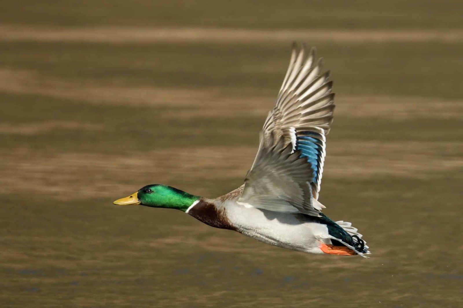 Mallard (Anas Platyrhynchos) - Glenlivet Wildlife