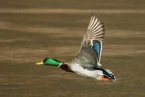 Mallard (Anas Platyrhynchos) - Glenlivet Wildlife