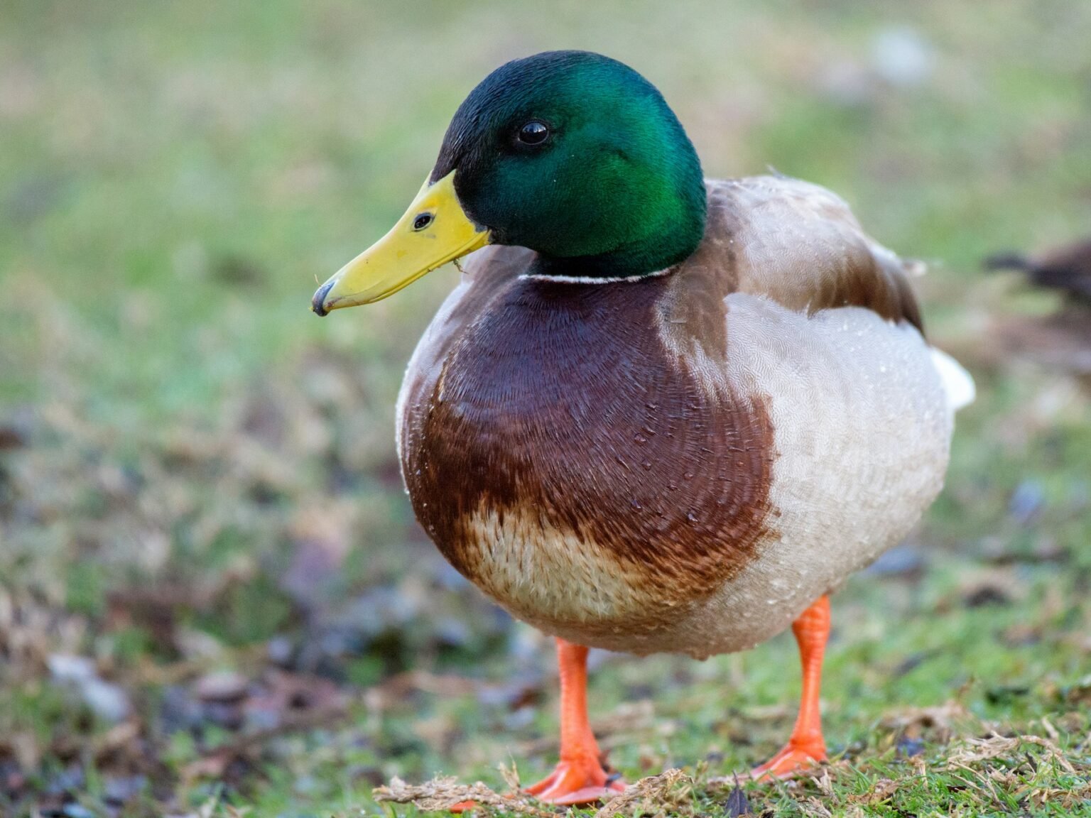 Mallard (Anas Platyrhynchos) - Glenlivet Wildlife