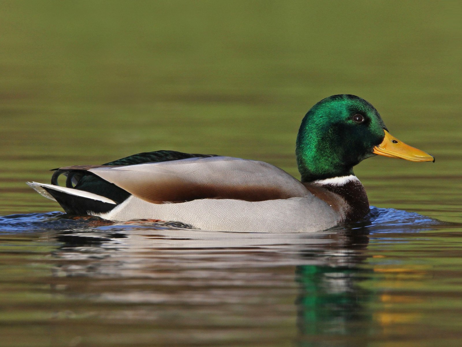 The Charming Waterfowl Of The UK: Ducks, Swans, And Geese - Glenlivet ...
