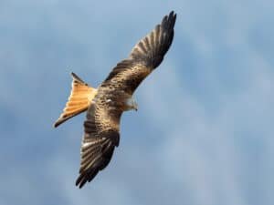 Red Kite (Milvus Milvus) - Glenlivet Wildlife