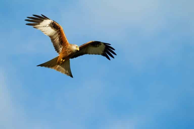 Red Kite (Milvus Milvus) - Glenlivet Wildlife