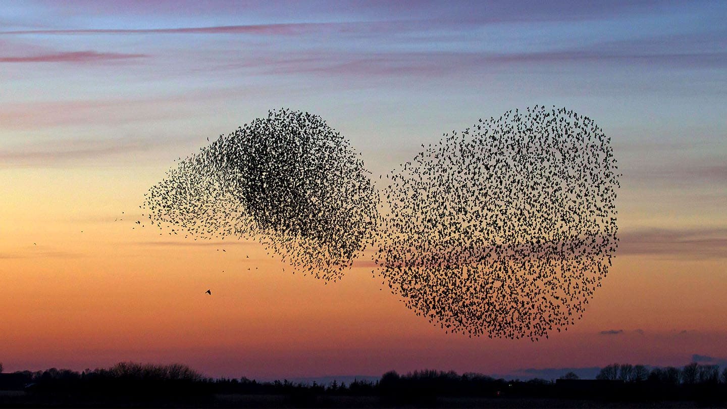 Starling (Sturnidae) - Glenlivet Wildlife