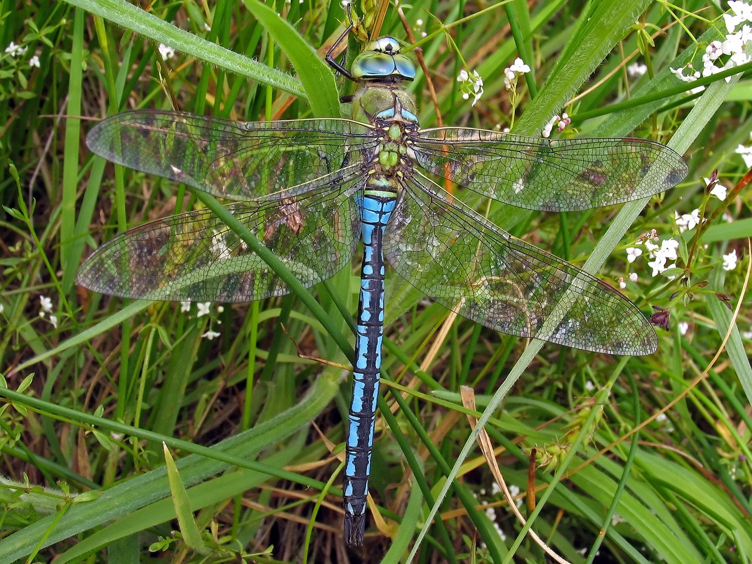 Emperor Dragonfly (Anax Imperator) - Glenlivet Wildlife