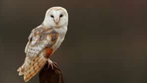 Barn Owl (Tyto Alba) - Glenlivet Wildlife