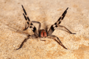 Spider Venom: Types, Effects, and Treatments - Glenlivet Wildlife