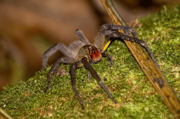Brazilian Wandering Spider (Phoneutria Nigriventer) - Glenlivet Wildlife