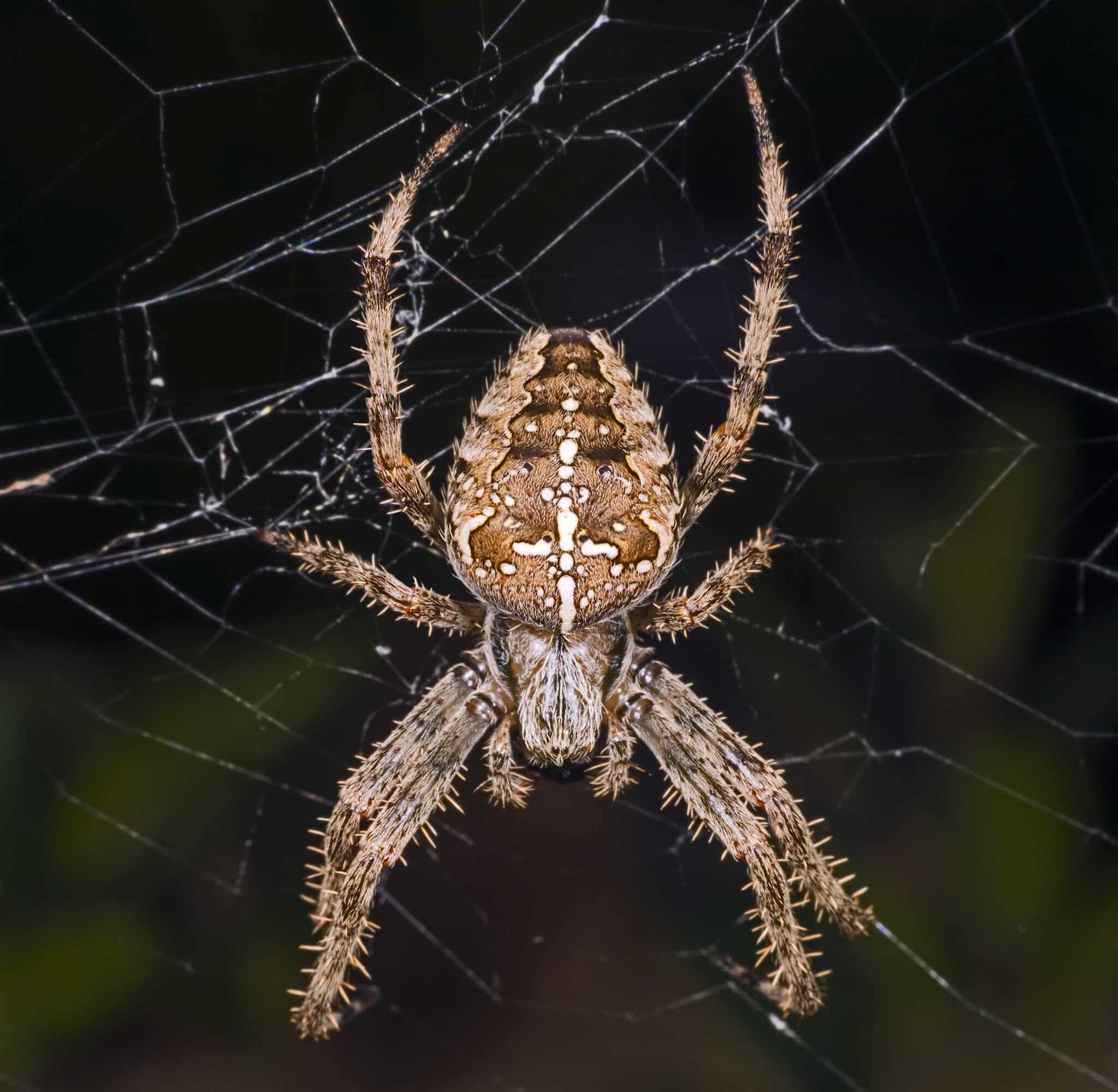 European Garden Spider (Araneus Diadematus) - Glenlivet Wildlife