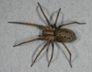 Spider Venom: Types, Effects, and Treatments - Glenlivet Wildlife