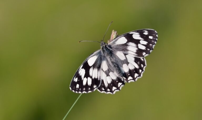 Marbled White Butterfly (Melanargia Galathea): Behaviour and Habitat ...