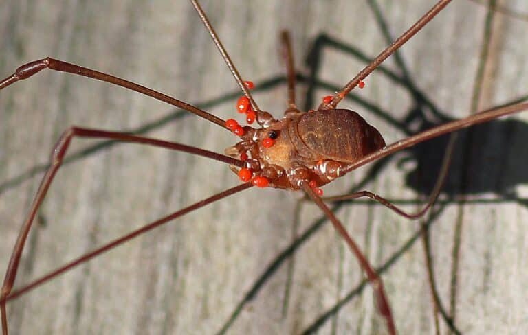 Delicate Wanderers: Discovering the World of Harvestmen (Opiliones ...
