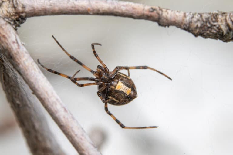 Spider Venom: Types, Effects, and Treatments - Glenlivet Wildlife