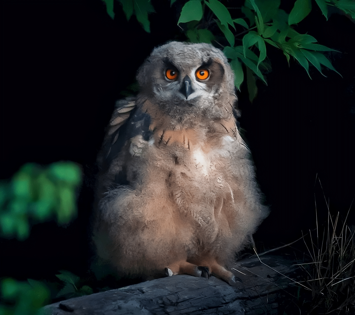 European Eagle Owl (Bubo Bubo): Understanding Its Majestic Presence ...