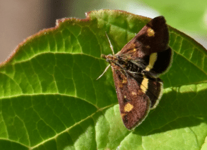 Mint Moth (Pyrausta Aurata): Patterns, Habits and Mysteries Unveiled ...
