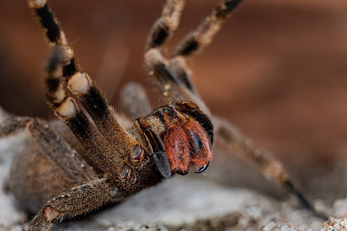 Brazilian Wandering Spider (Phoneutria Nigriventer) - Glenlivet Wildlife