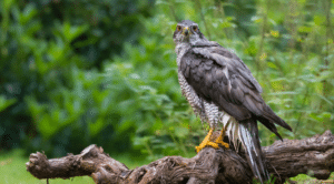 The Goshawk: A Closer Look at Britain's Enigmatic Raptor - Glenlivet ...