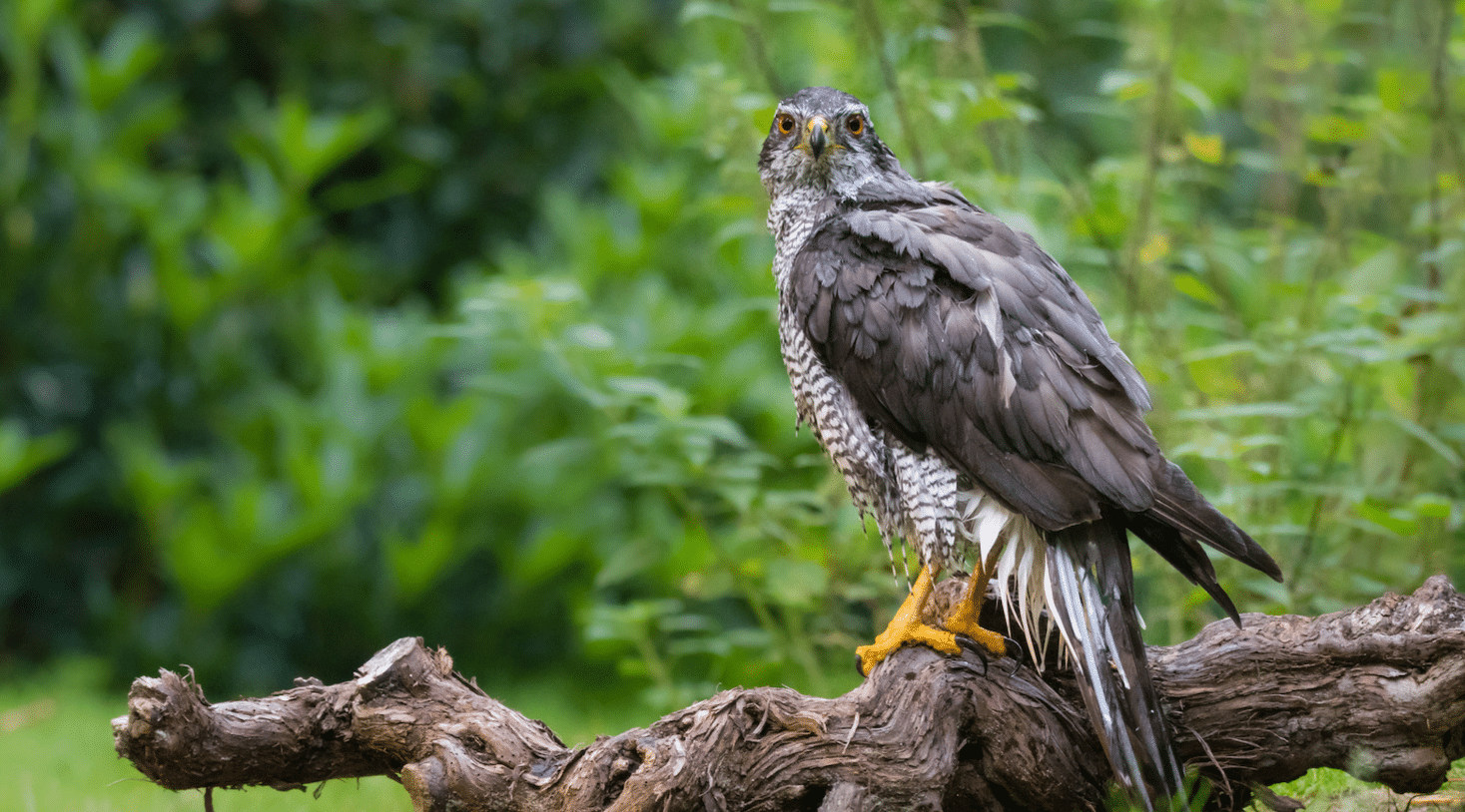 The Goshawk: A Closer Look at Britain's Enigmatic Raptor - Glenlivet ...