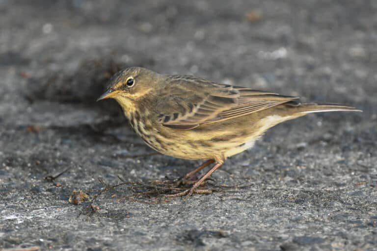 Unveiling the Life of the Rock Pipit (Anthus Petrosus) - Glenlivet Wildlife